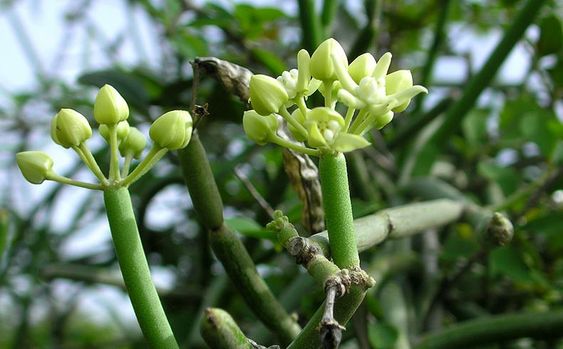 Somvalli Live Plant - Enhance Your Garden with Natural Beauty and ...